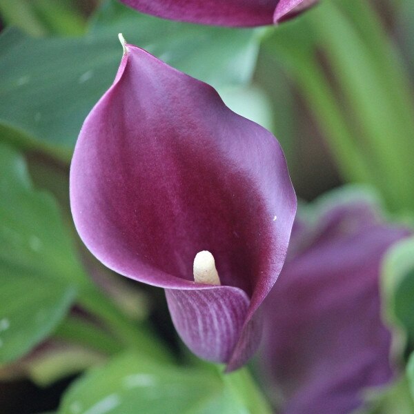 Calla Accent | Leo Berbee Bulb Company