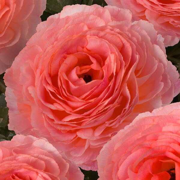 Ranunculus-Romance Nohant | Leo Berbee Bulb Company