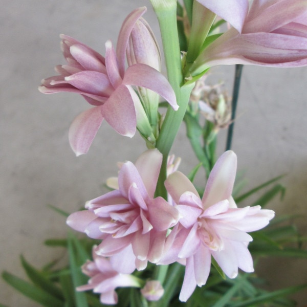 Tuberosa| Leo Berbee Bulb