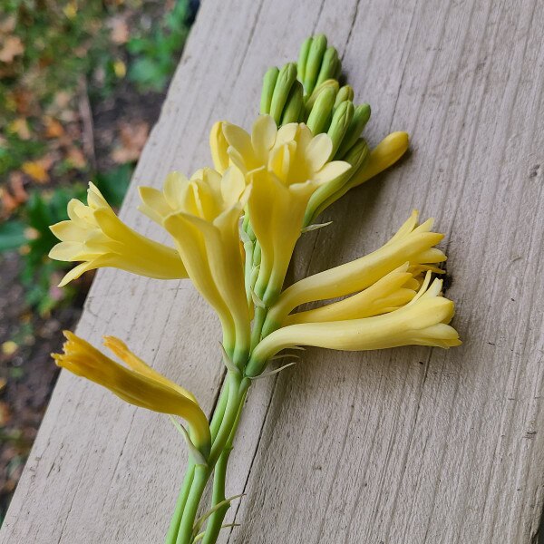 Tuberosa| Leo Berbee Bulb