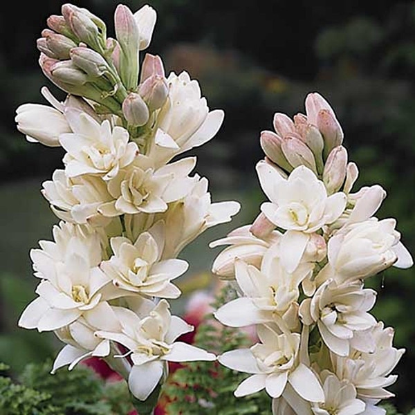Tuberosa| Leo Berbee Bulb