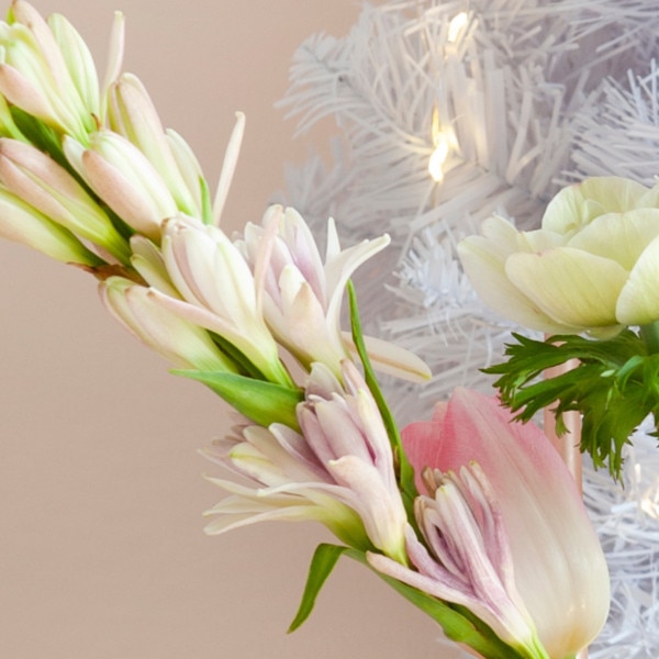 Tuberosa| Leo Berbee Bulb