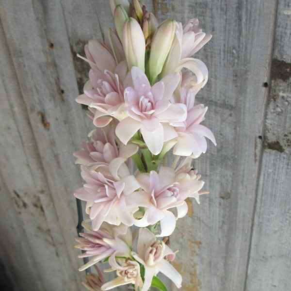 Tuberosa| Leo Berbee Bulb