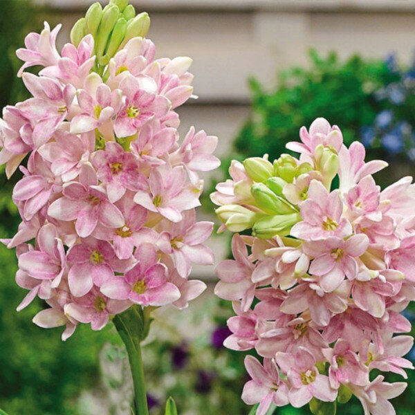 Tuberosa| Leo Berbee Bulb