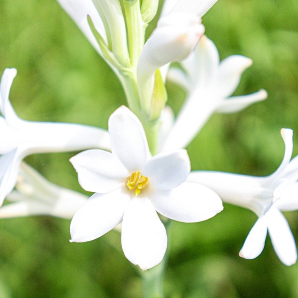 Tuberosa| Leo Berbee Bulb