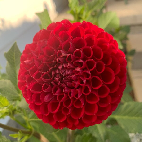 Dahlia - Cut- Ball Cornel | Leo Berbee Bulb Company