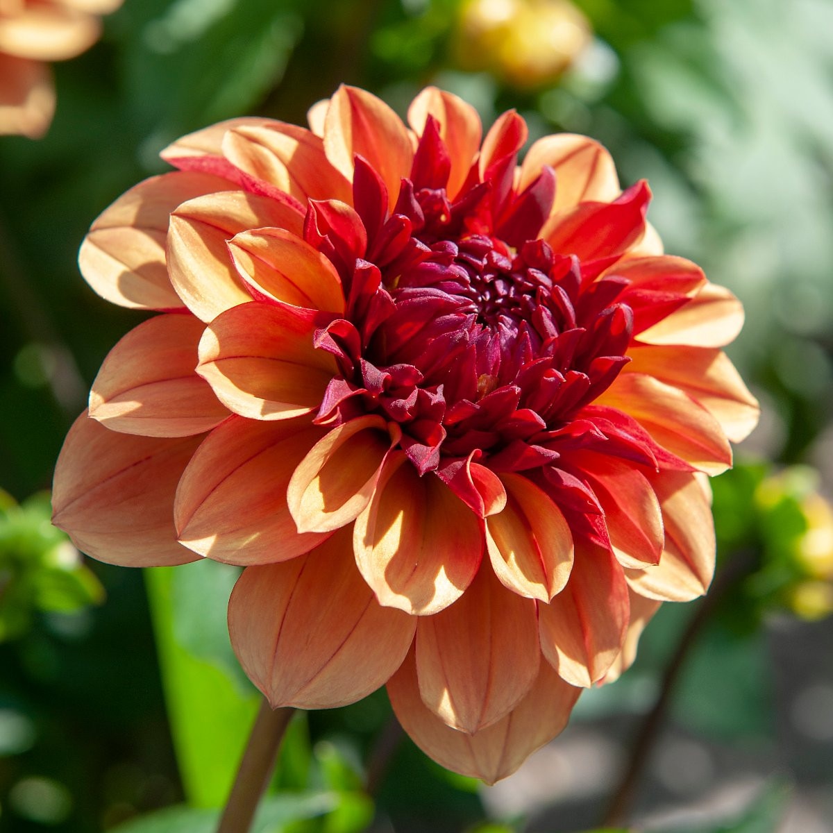 Dahlia| Leo Berbee Bulb