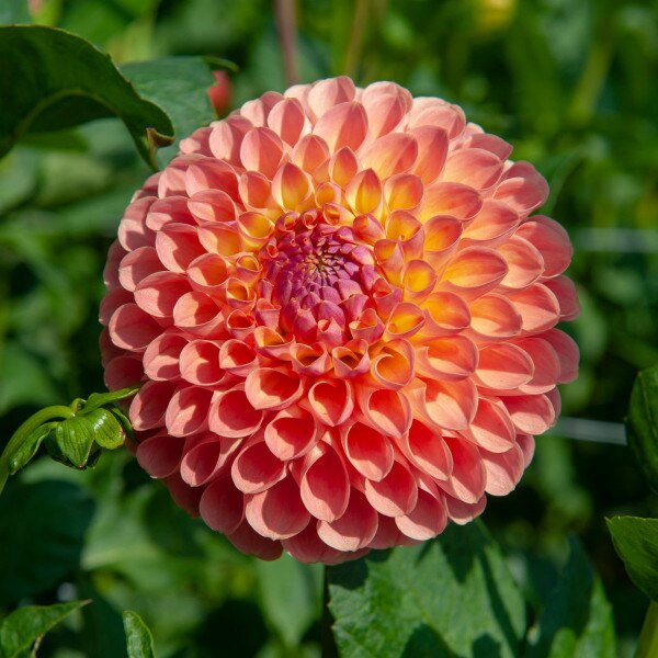 Dahlia - Cut - Jowey Nicky | Leo Berbee Bulb Company