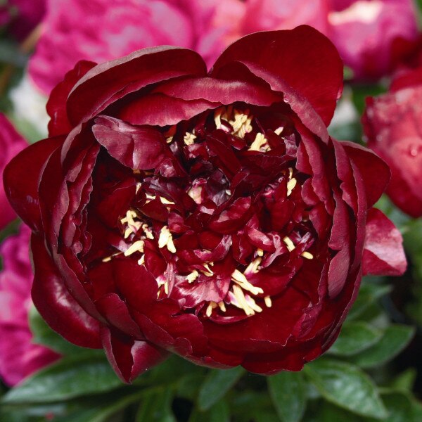 Peony Buckeye Belle 2/3Leo Berbee Bulb Company