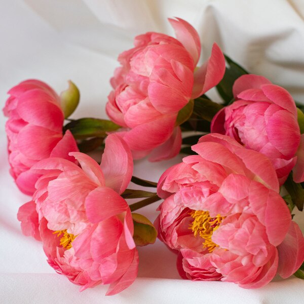 Peony - Coral Sunset 2/3Leo Berbee Bulb Company