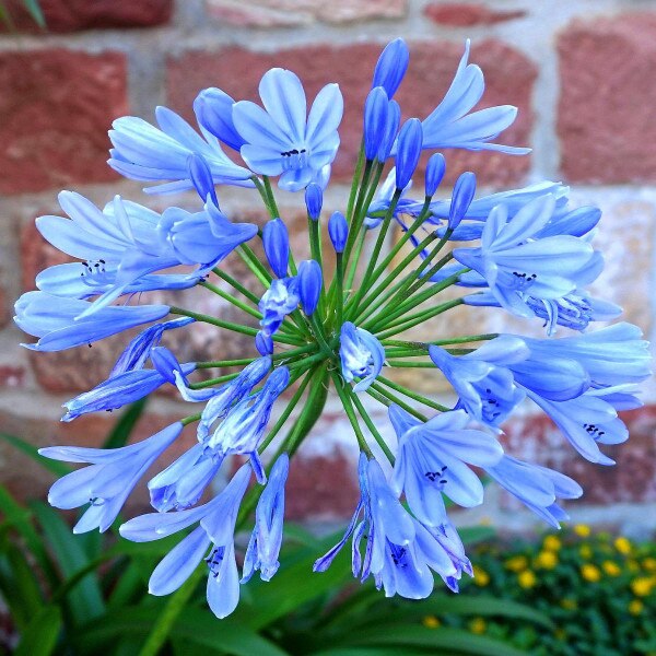 Agapanthus BlueLeo Berbee Bulb Company