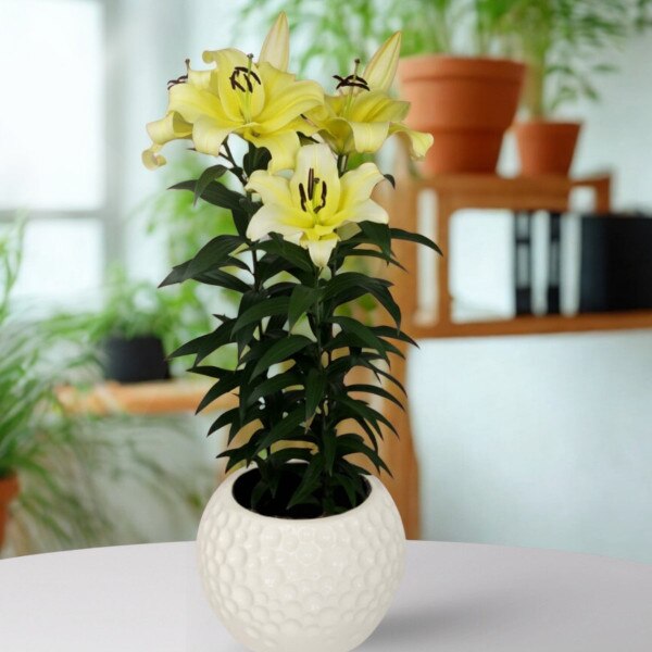 Lily Sunny Bliss - Oriental Pot 14/16 | Leo Berbee Bulb Company