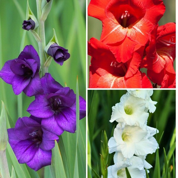 Signature Collections| Leo Berbee Bulb