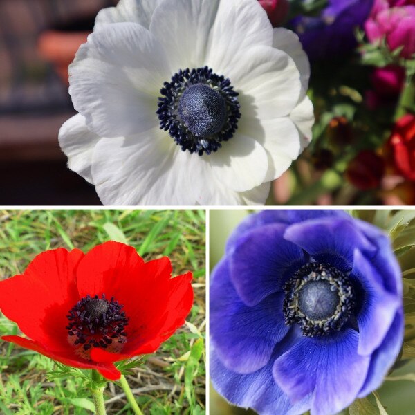 Signature Collections| Leo Berbee Bulb