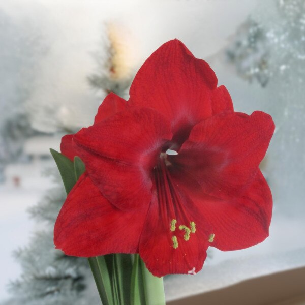 Amaryllis| Leo Berbee Bulb