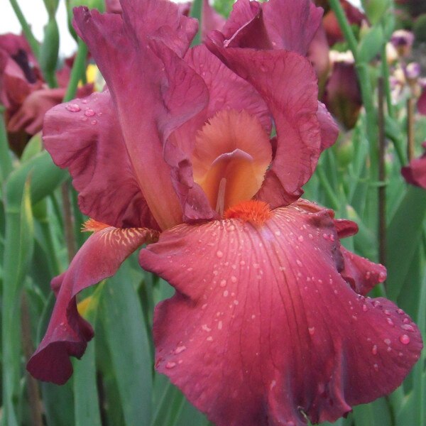 Bearded Iris - Red | Leo Berbee Bulb Company
