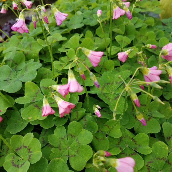 Oxalis Deppii- Iron Cross | Leo Berbee Bulb Company
