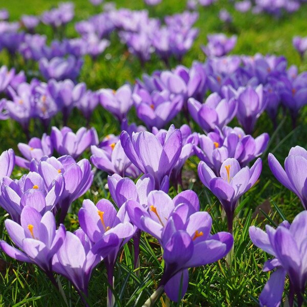 Availability | Leo Berbee Bulb