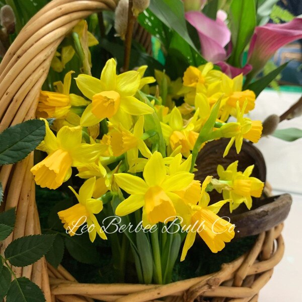 Availability | Leo Berbee Bulb