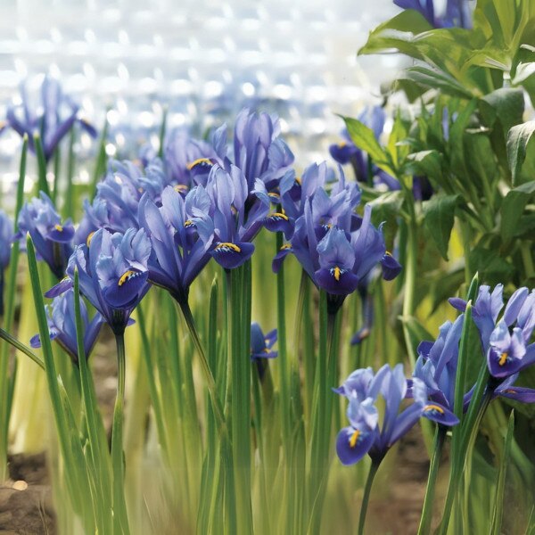 Availability | Leo Berbee Bulb