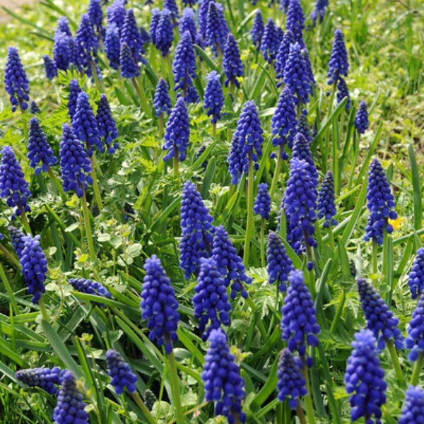 Availability | Leo Berbee Bulb