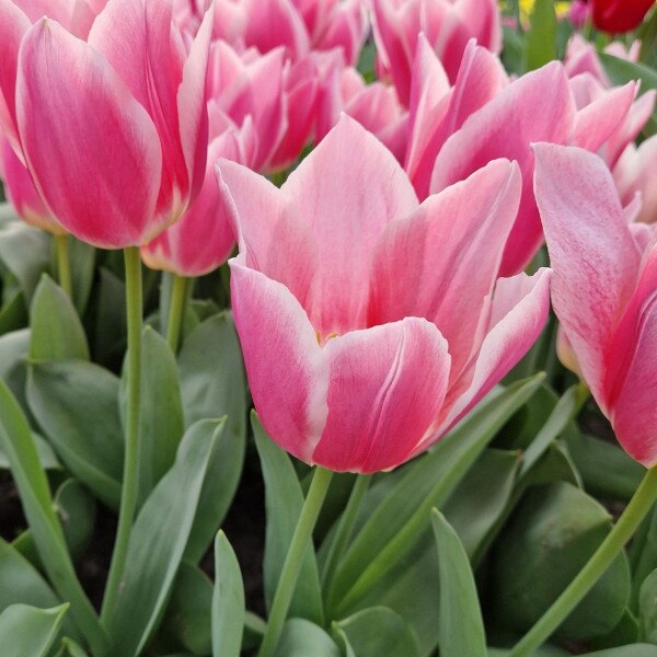 Precooled Bulbs| Leo Berbee Bulb