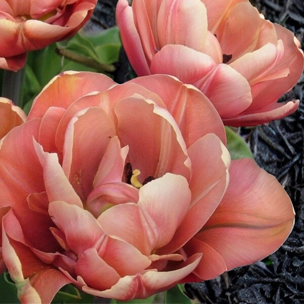 Tulip Double Early La Belle Epoque | Leo Berbee Bulb Company