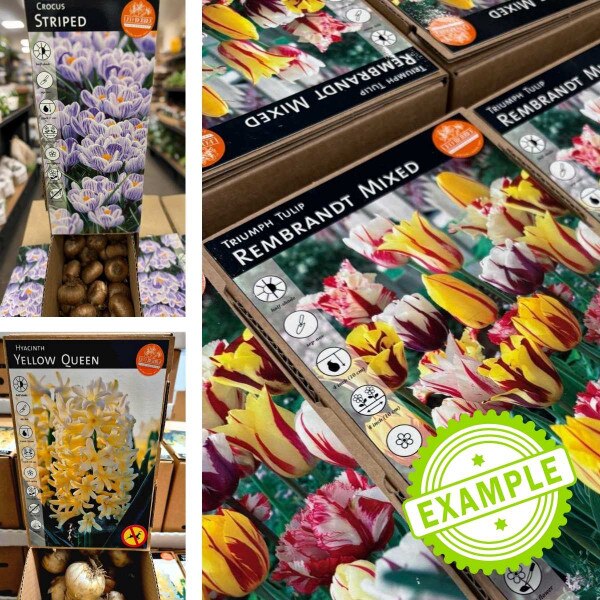 Tulip Golden Artist - Viridiflora - Retail Ready Display Box | Leo ...